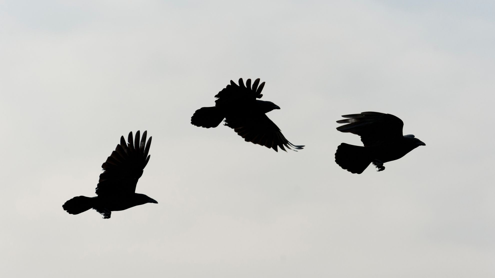 Dead crow tests positive for West Nile virus in Ontario - The Weather ...
