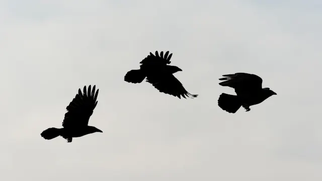 Dead crow tests positive for West Nile virus in SW Ontario - The ...