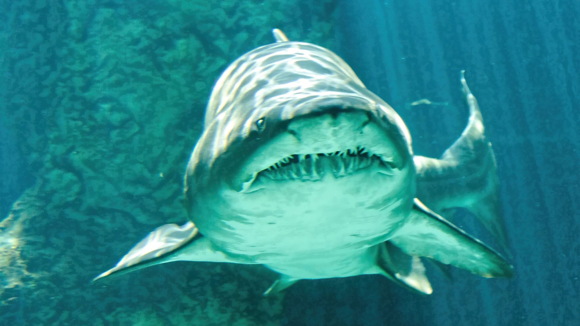 Warming waters have caused bull sharks to act differently - The Weather ...