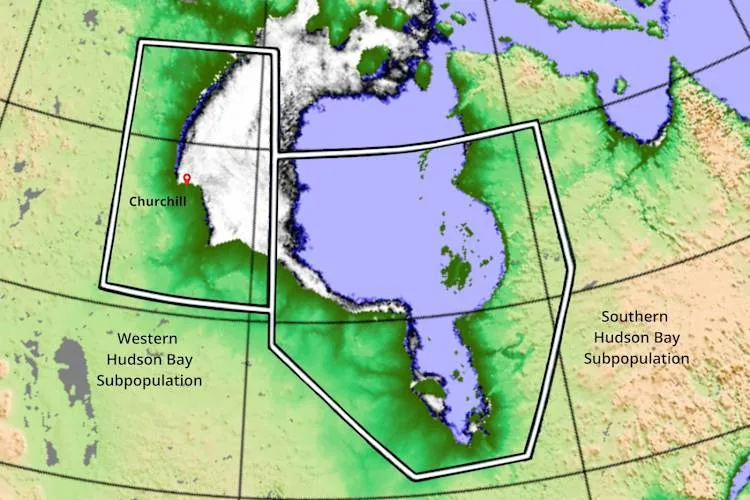 Weather kept southern Hudson Bay polar bears ashore for record time ...