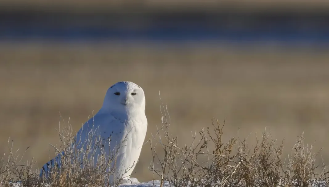 'They're just stunning': Snowy Owls return to Regina area for winter - The Weather Network
