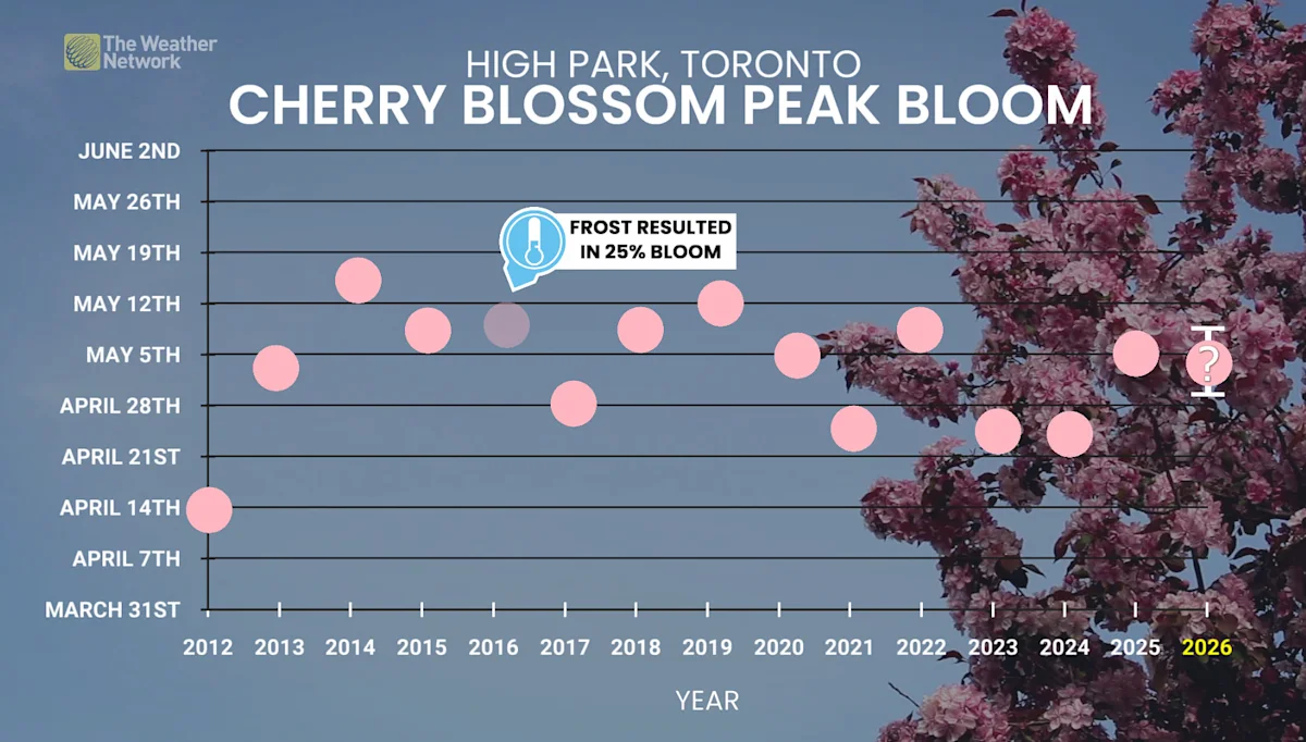 Cherry blossoms reach peak bloom in Toronto’s High Park - The Weather ...