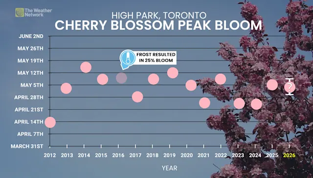 Are you ready? Toronto very close to peak cherry blossom bloom - The ...