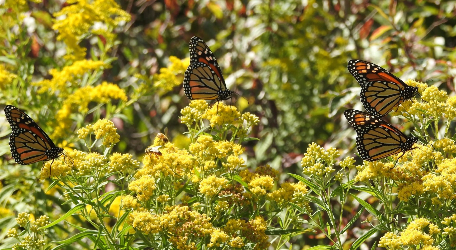 407 ETR to help transform roadsides across the GTHA into a pollinator's paradise - The Weather ...