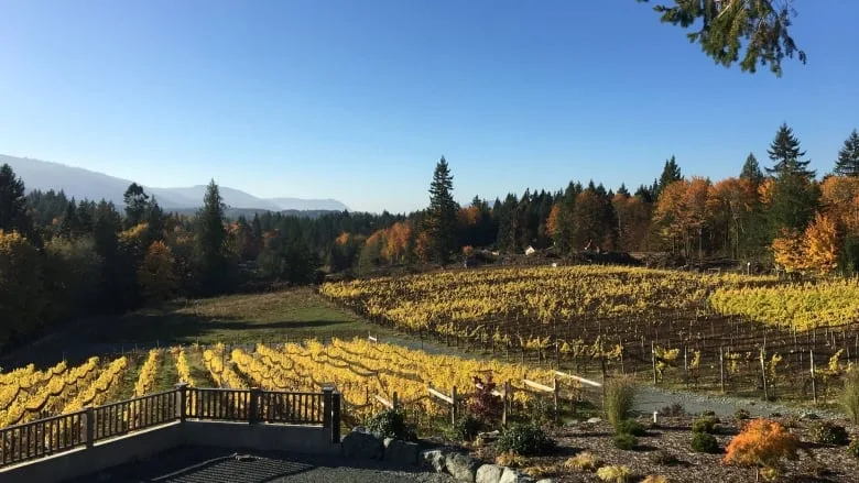 Cowichan Valley becomes B.C.'s newest official wine region - The ...
