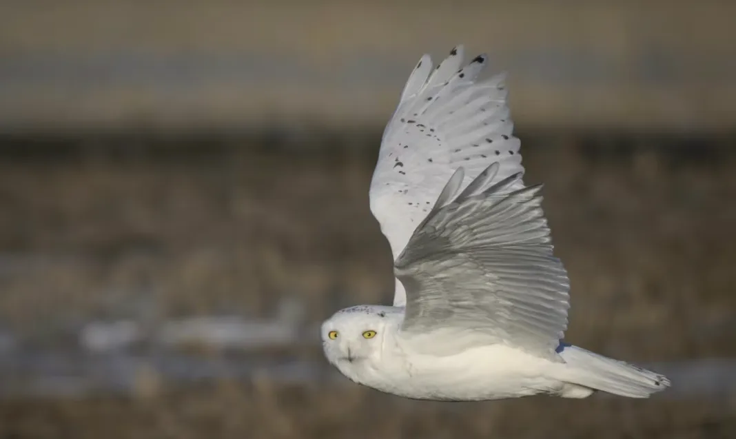 'They're just stunning': Snowy Owls return to Regina area for winter ...