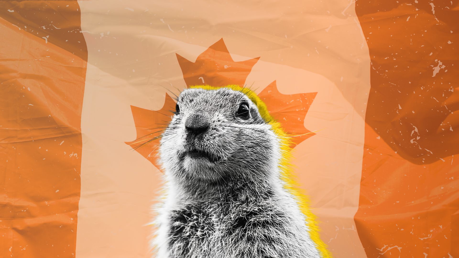 Get to know Canada's most famous groundhogs - The Weather Network