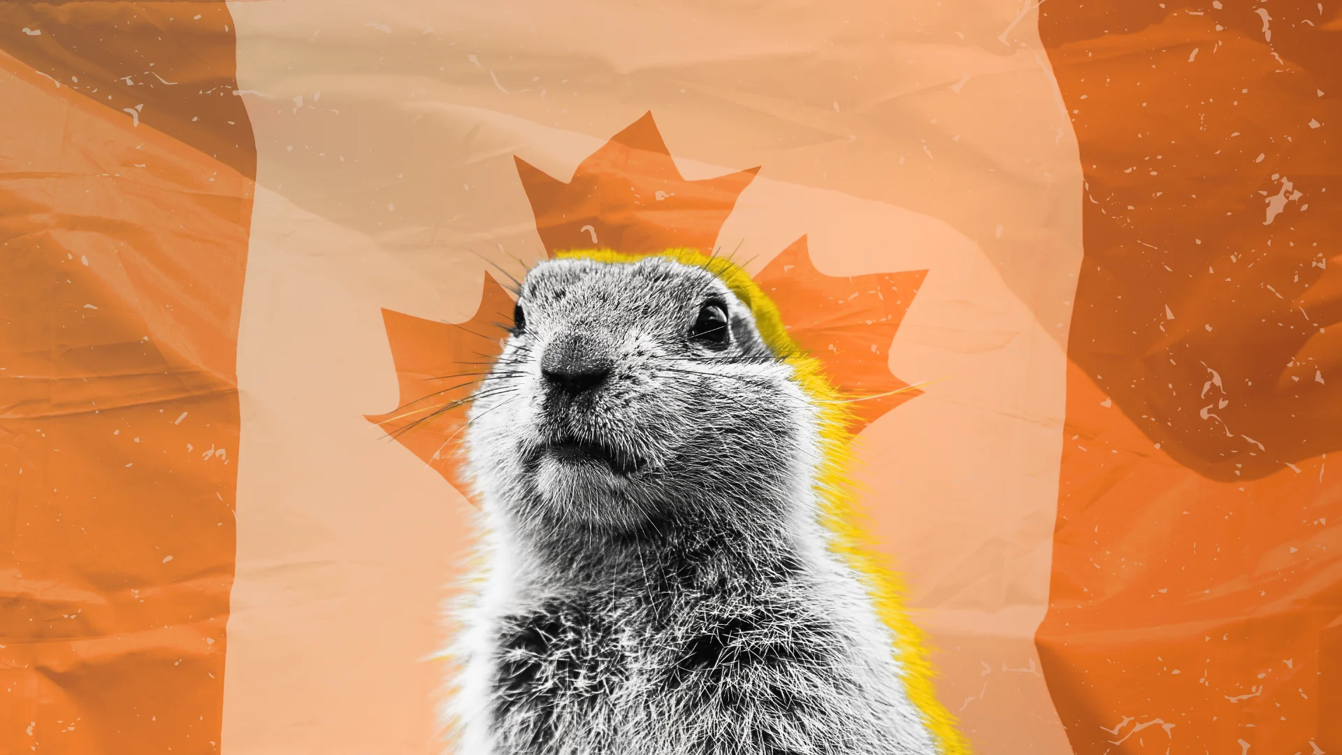 Get to know Canada's most famous groundhogs - The Weather Network