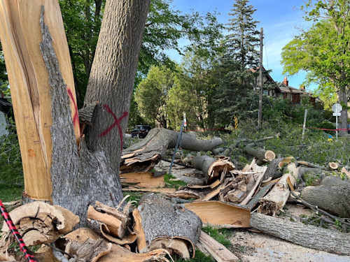 Spring bloom partly to blame for extensive storm damage, arborists say ...