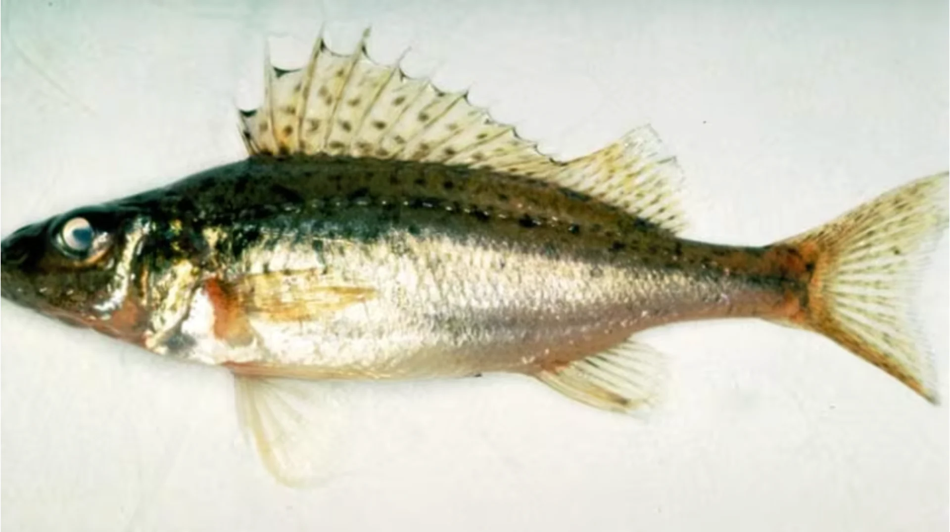 Goldfish, traps, and currents: Inside Canada’s fight against invasive ...