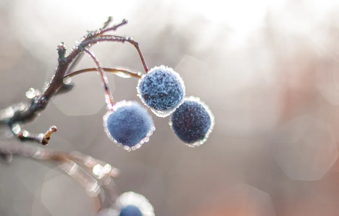 Lingering frost threatens gardens across much of Canada - The Weather ...