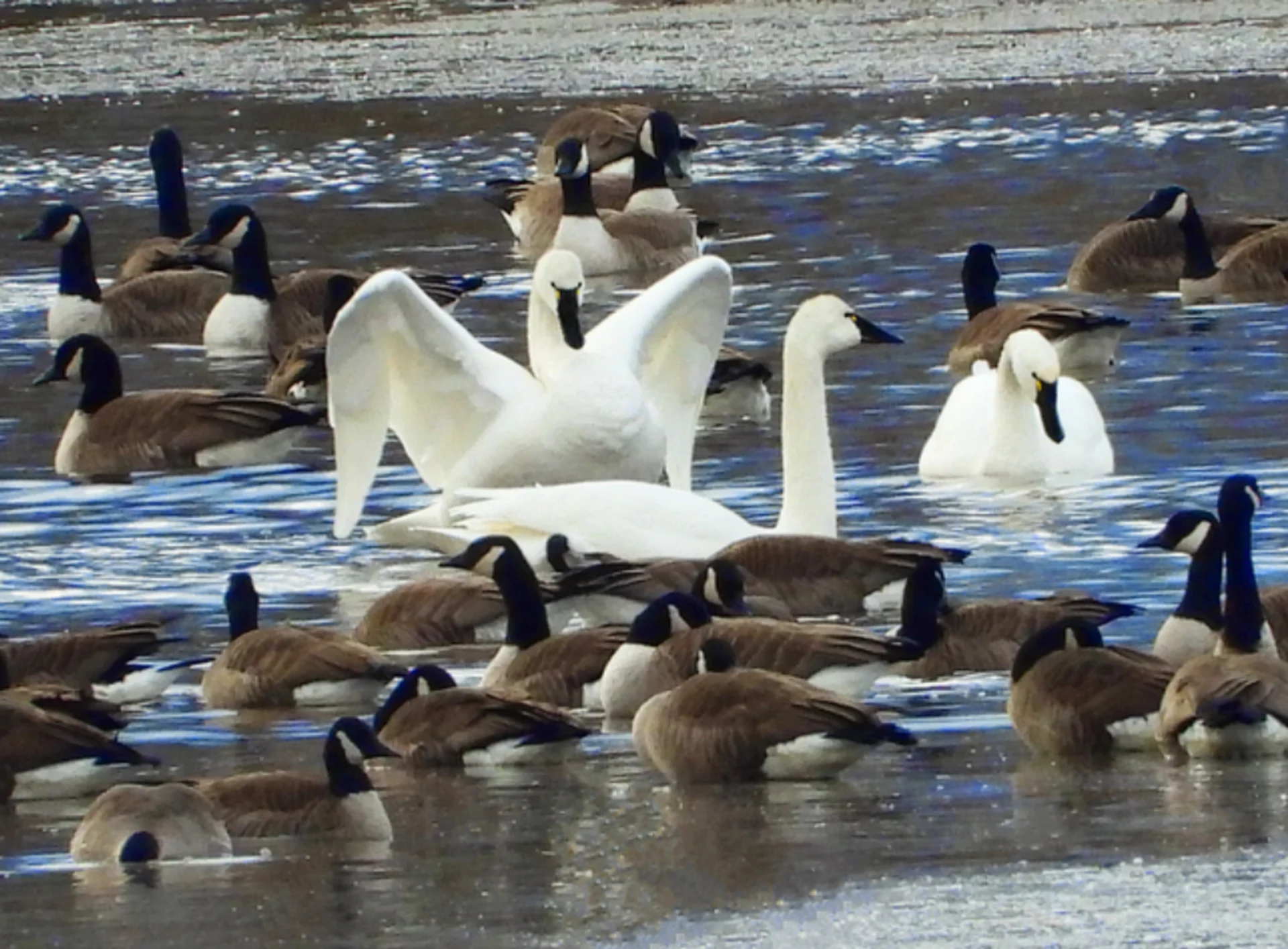 You may be seeing some confused early visitors with this early spring ...