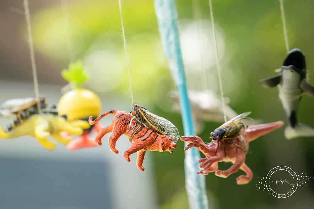 Cicadas in magical scenes: See the viral photos here - The Weather Network
