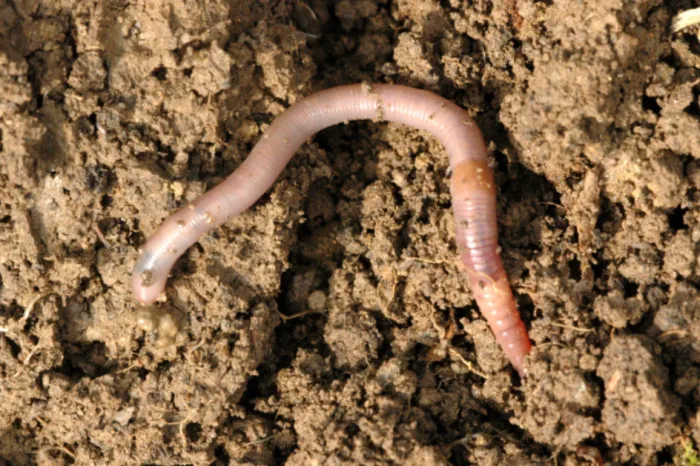 Wondering about invasive and toxic worms in Ontario? Here's what to ...
