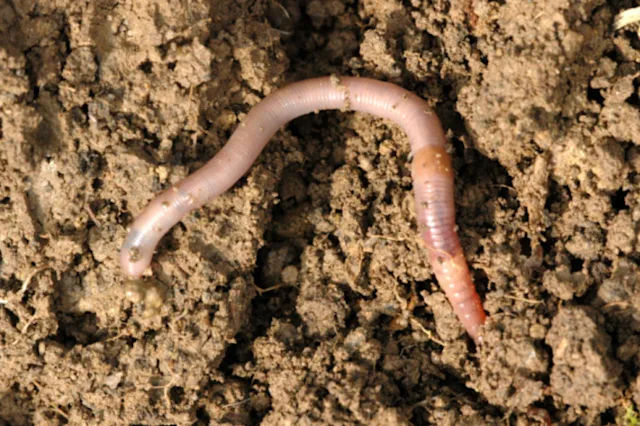 Wondering about invasive and toxic worms in Ontario? Here's what to ...