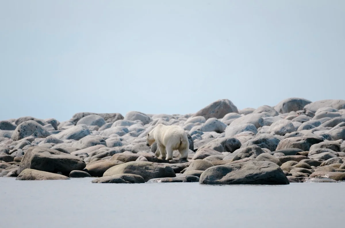 Breakthrough Antarctic ice extraction 'an enormous victory': Researcher ...