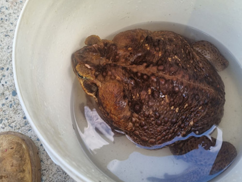 Australian park rangers say 'Toadzilla' could be world's biggest toad ...