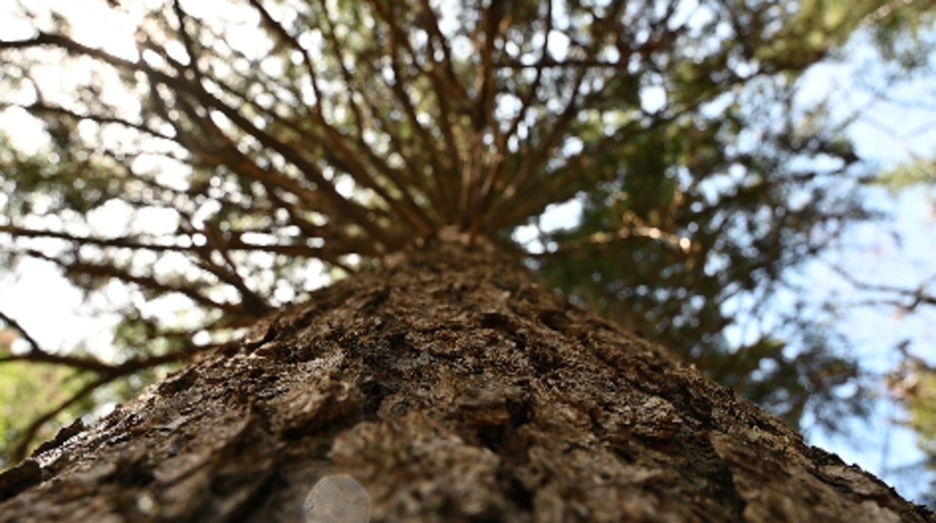 How a B.C. community has been working to buy back a forest from timber ...