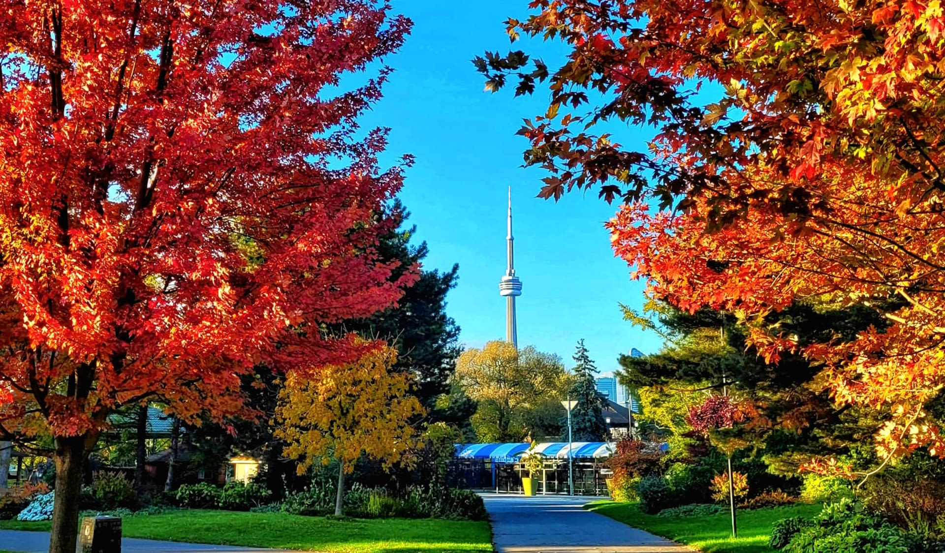 Fall colours could end faster in Ontario due to summer flash floods ...