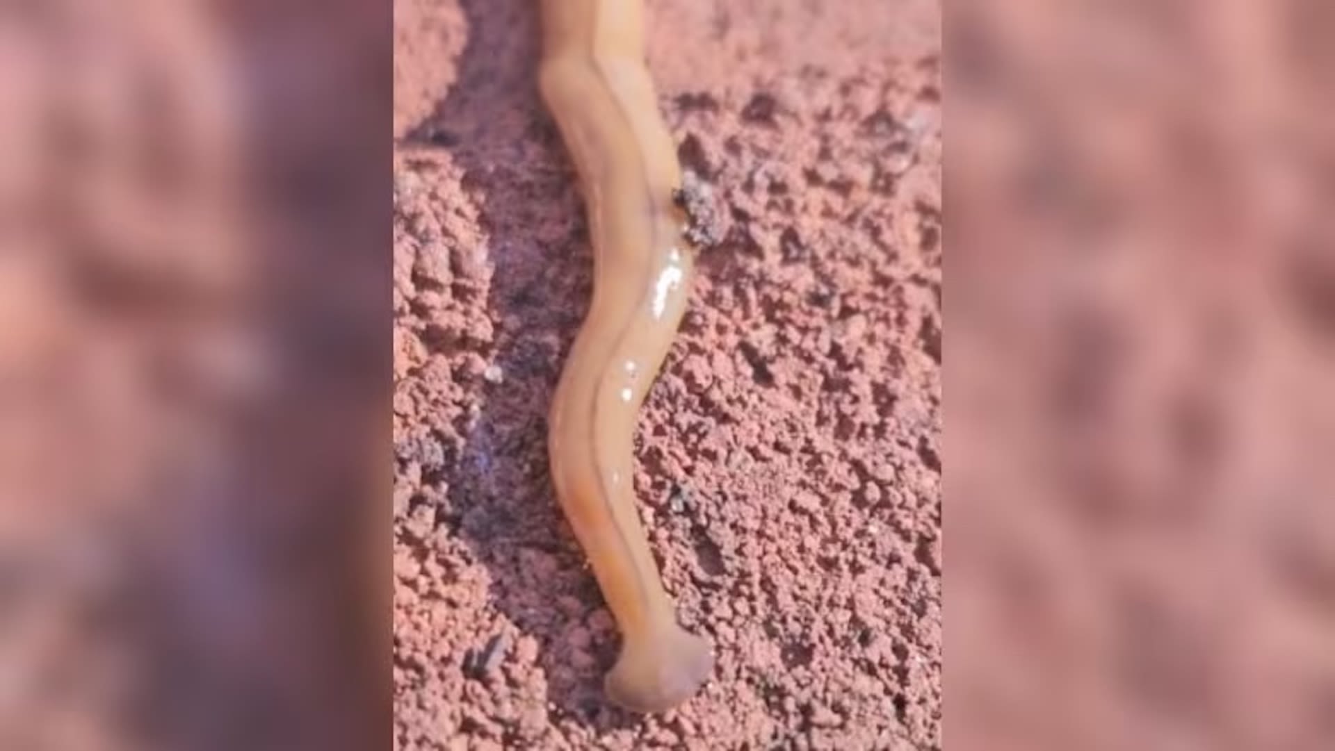 Wondering about invasive and toxic worms in Ontario? Here's what to ...