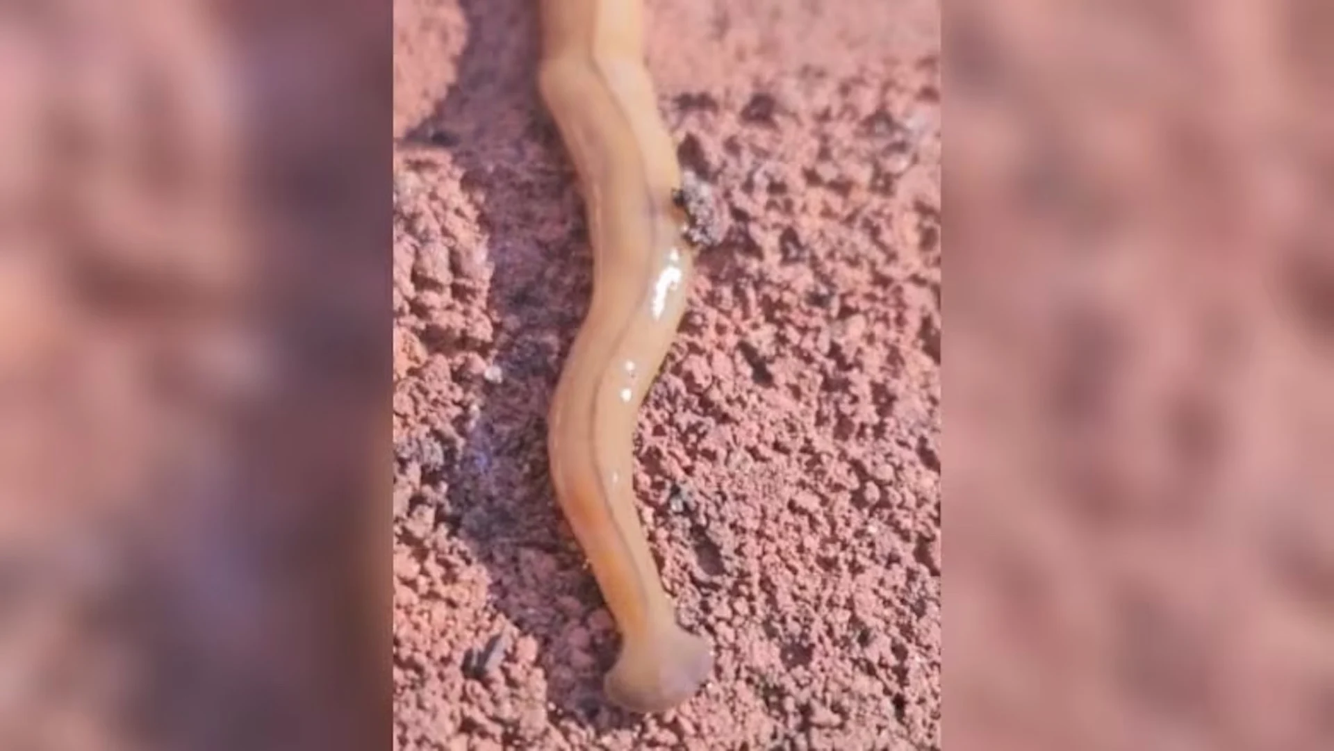 Wondering about invasive and toxic worms in Ontario? Here's what to ...