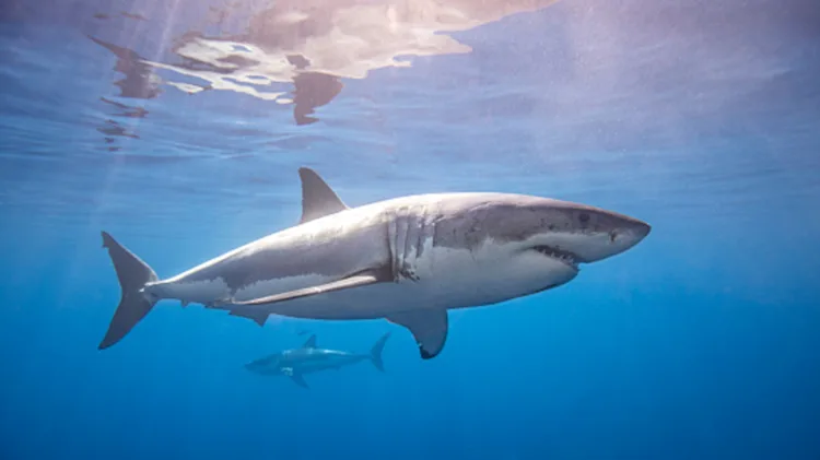 More great white sharks in Canadian Atlantic waters isn't cause for ...