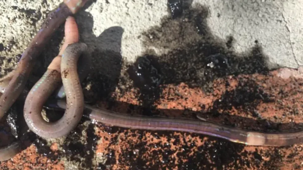 Wondering about invasive and toxic worms in Ontario? Here's what to ...