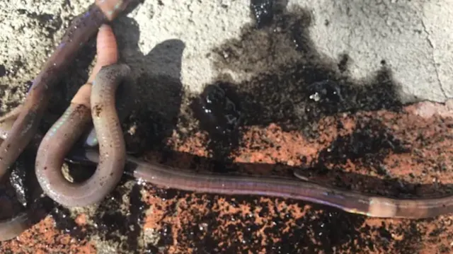 Wondering about invasive and toxic worms in Ontario? Here's what to ...