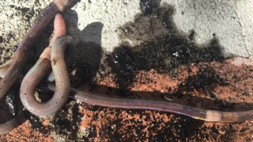 Wondering about invasive and toxic worms in Ontario? Here's what to ...