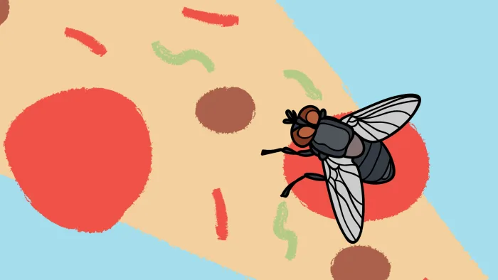 Study suggests fly vomit an overlooked transmitter of disease - The ...