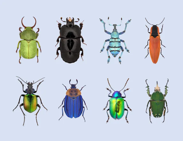 Beetles in Canada: New invasive species discovered in Halifax - The ...