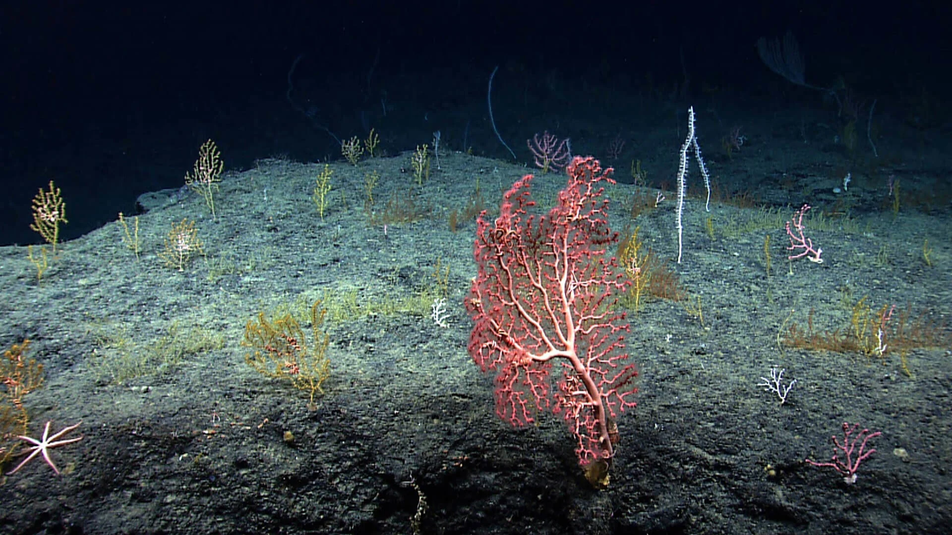 Why the world's oceans are getting darker - The Weather Network