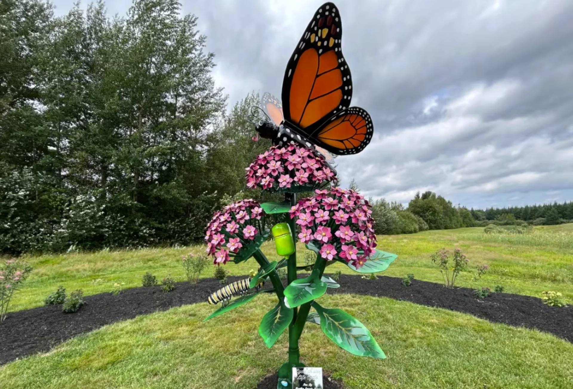 My milkweed brings butterflies to the yard: Here's how you can support monarchs - The Weather ...