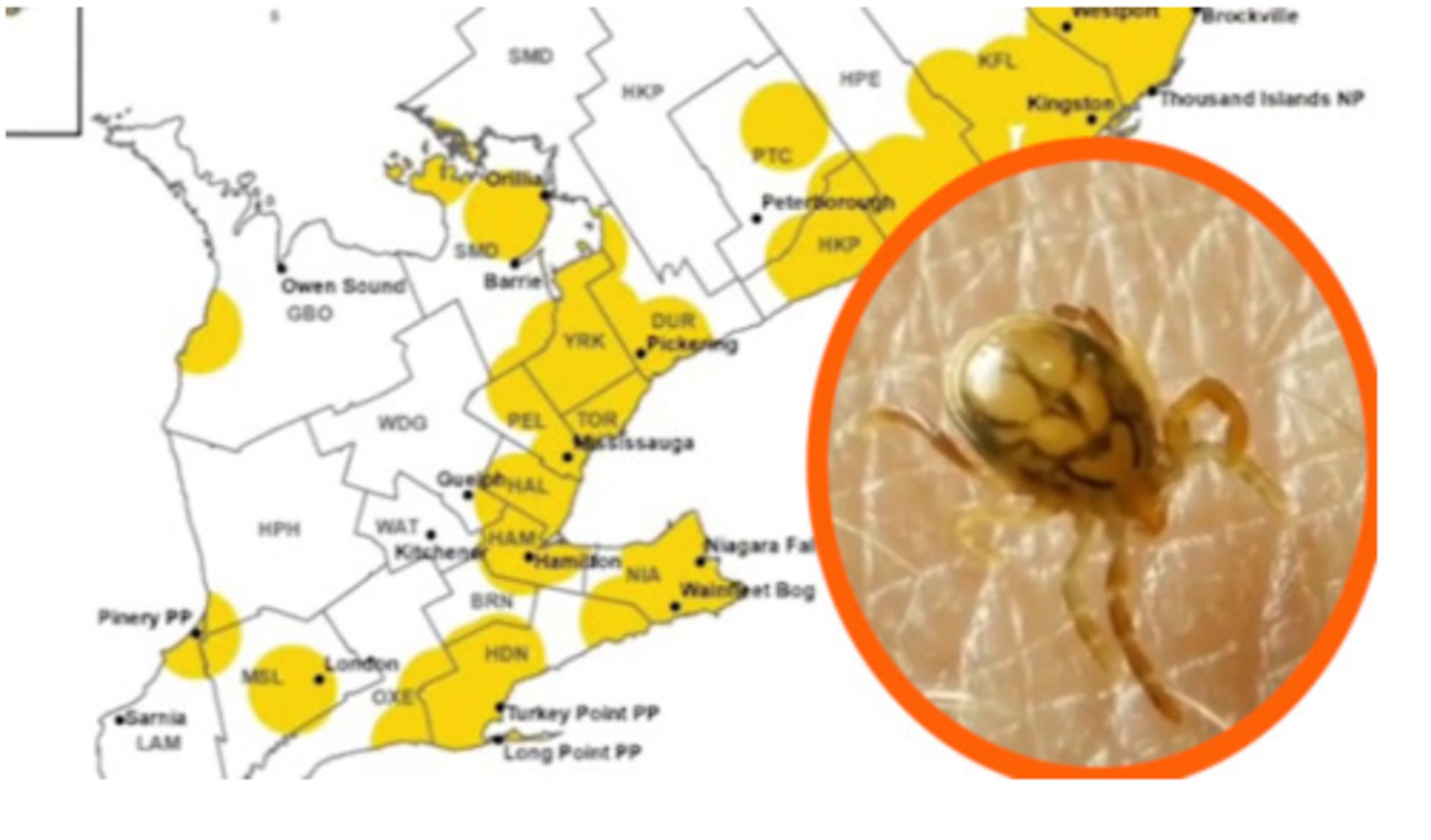 Ticks and Lyme disease are a growing concern in Ontario - The Weather ...