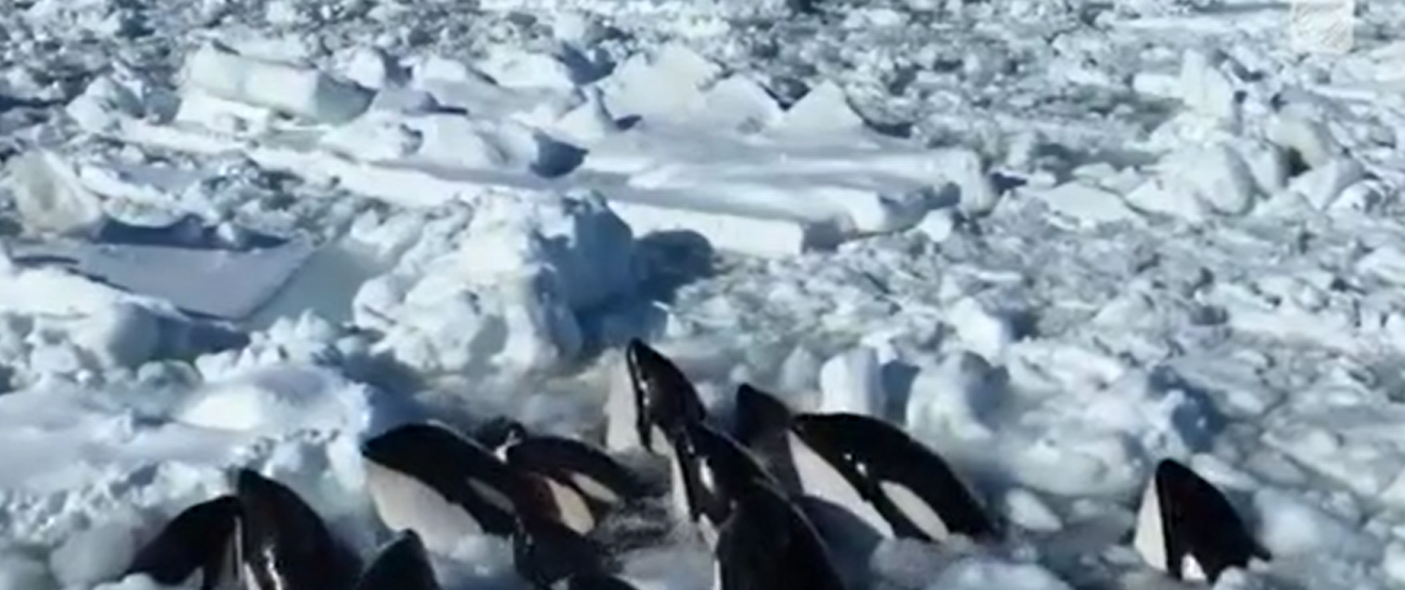 Pod of around 13 orcas trapped in ice appears to be free - The Weather ...