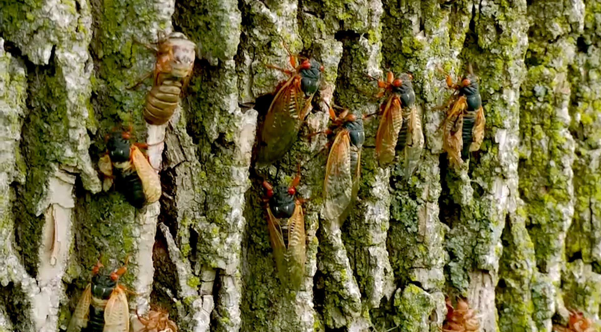 Billions of cicadas arising sound like 1950s 'science fiction movie ...