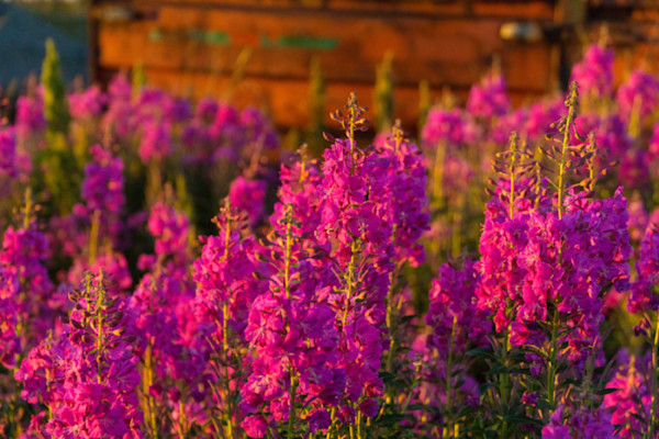 Fire to flower: Fireweed provides symbol of hope to frontline workers ...