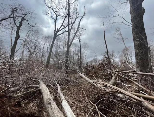 Canada wildfires blamed for rise in global loss of tree cover outside ...