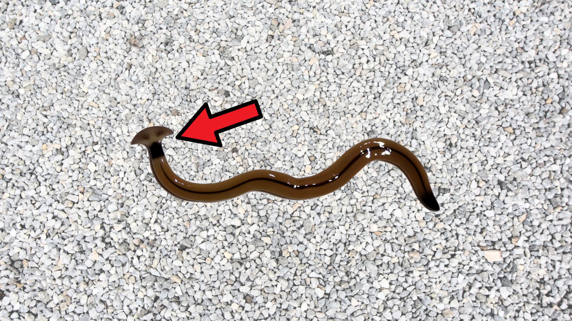 Toxic hammerhead worms invade Texas - The Weather Network