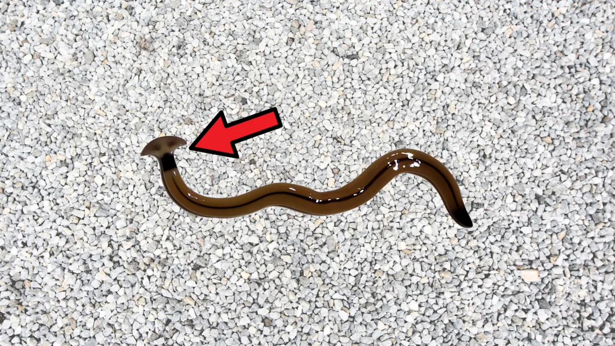 Toxic hammerhead worms invade Texas - The Weather Network