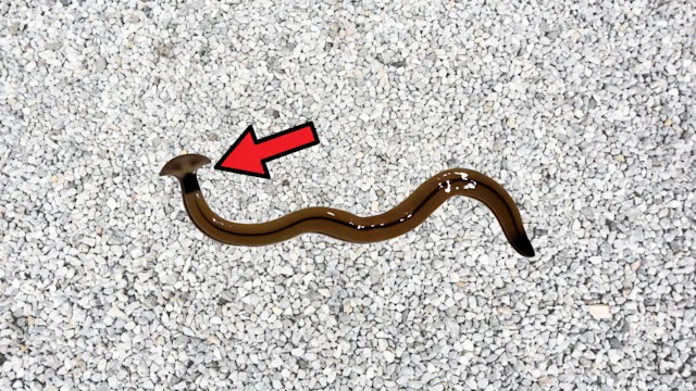 Toxic hammerhead worms invade Texas - The Weather Network
