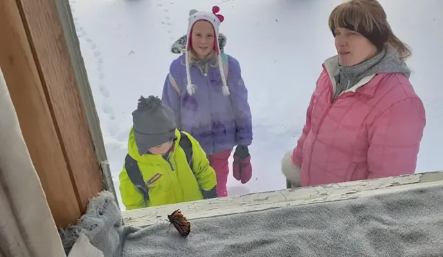 Freddy the monarch butterfly nests with Manitoba family for winter ...