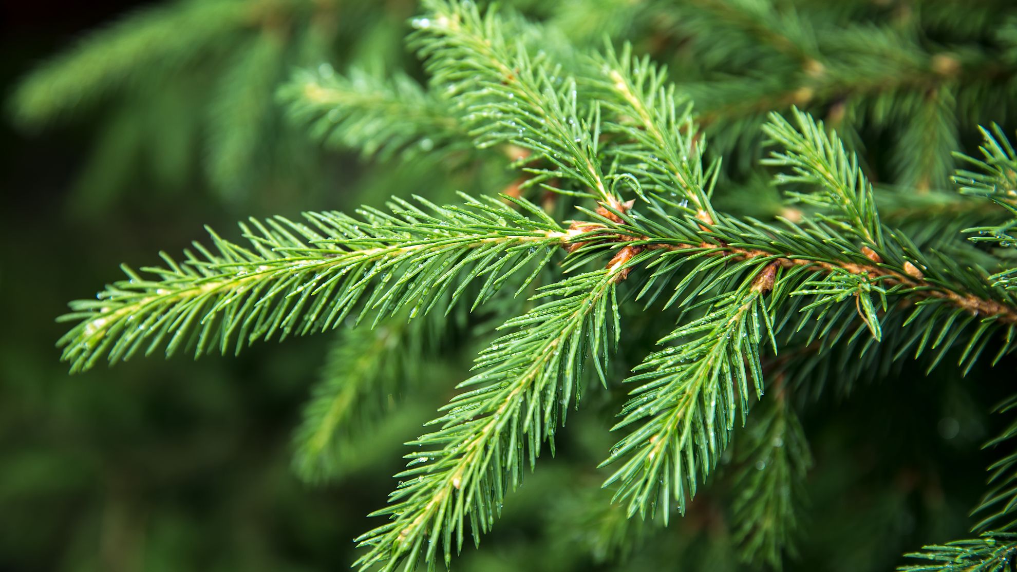 Scientists find gold in spruce tree needles - The Weather Network