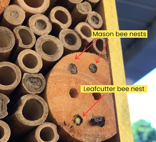 Bee hotels: What they are and how to make one - The Weather Network