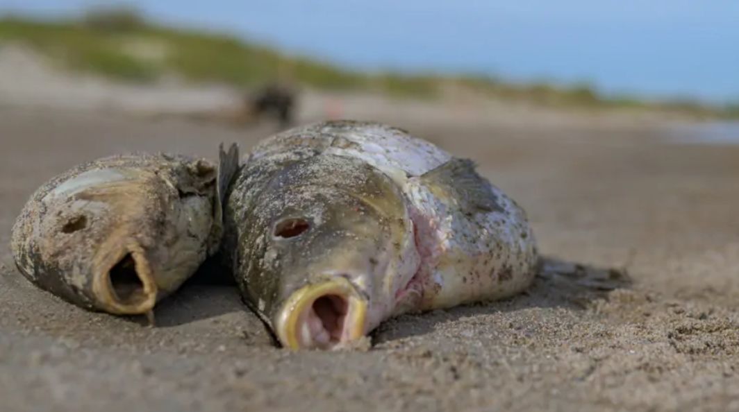 Scientists investigate as dead carp wash up in Lake Winnipeg cottage ...