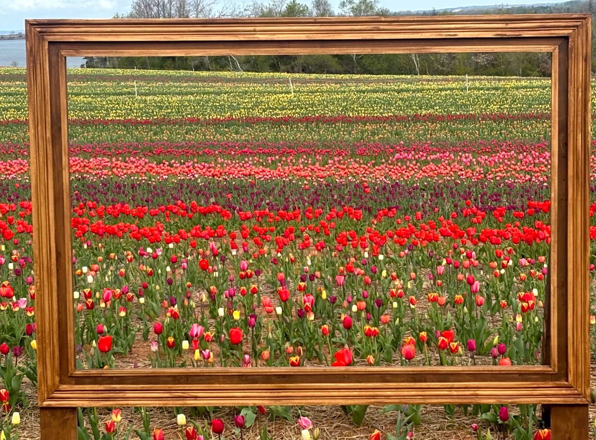 Snap your perfect spring selfie at P.E.I.'s breathtaking tulip farm ...