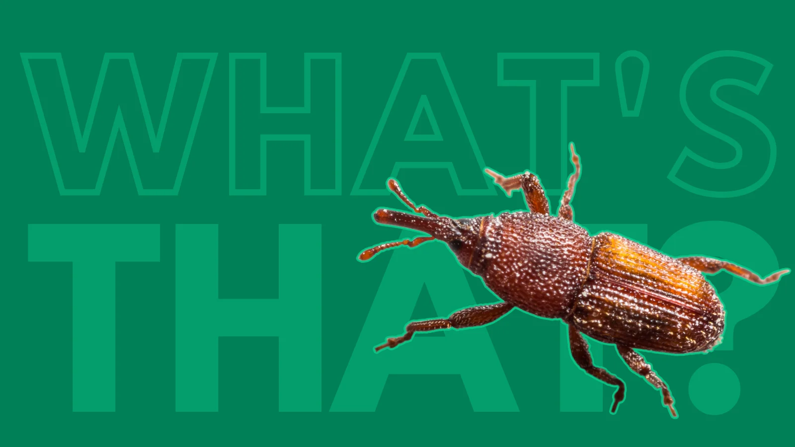 What are those small dots in my rice? Looks like you've got weevils ...