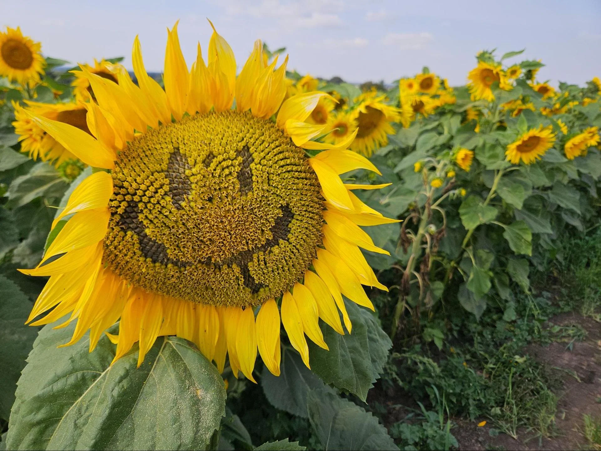 Good summer weather means more blooms than ever at Alberta SunMaze ...