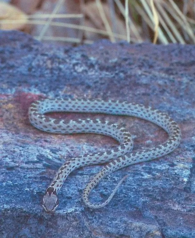 Hot weather waking B.C. snakes from their slumber. Here's how to ...