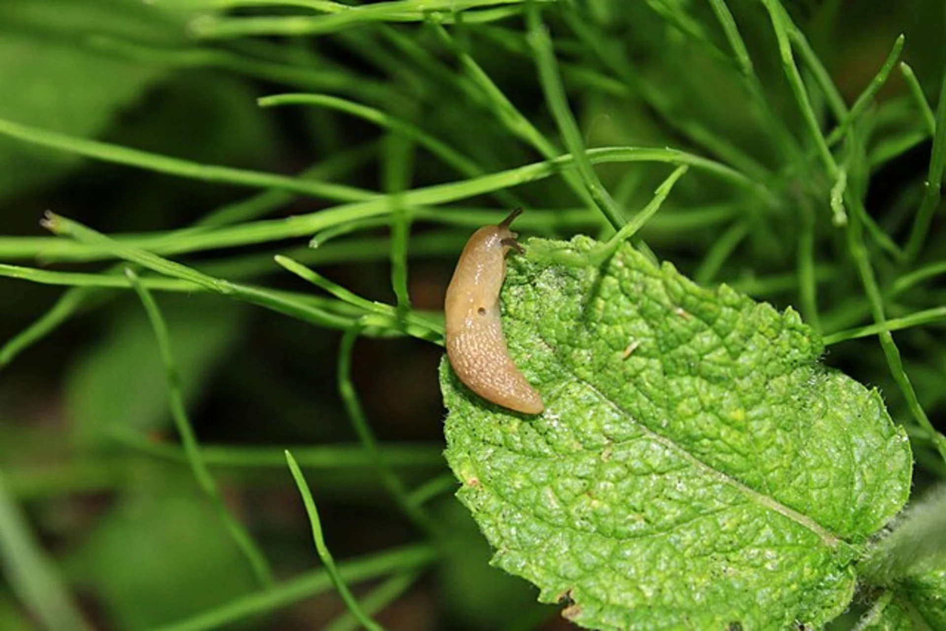 How to prevent slugs from ruining your summer garden - The Weather Network
